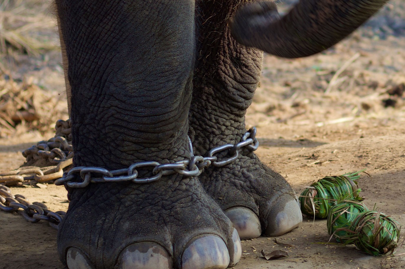 Bound for Breeding: The Captive Elephants of Chitwan, Nepal ...